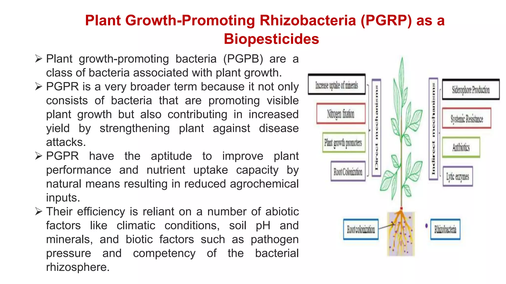 Mechanism of PGPR as biopesticide [Autosaved].pptx