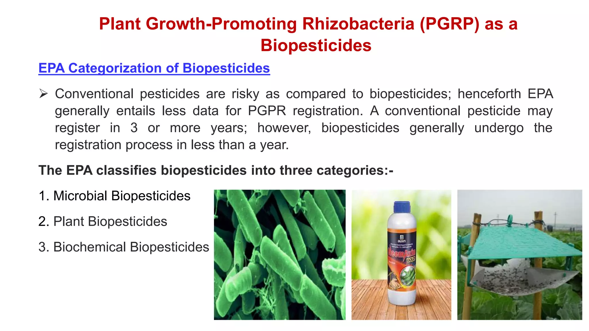 Mechanism of PGPR as biopesticide [Autosaved].pptx
