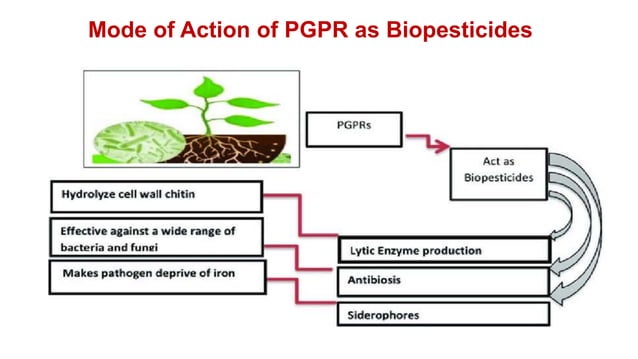 Mechanism of PGPR as biopesticide [Autosaved].pptx