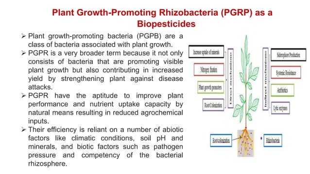 Mechanism of PGPR as biopesticide [Autosaved].pptx