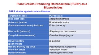 Mechanism of PGPR as biopesticide [Autosaved].pptx