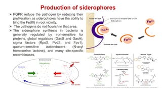 Mechanism of PGPR as biopesticide [Autosaved].pptx