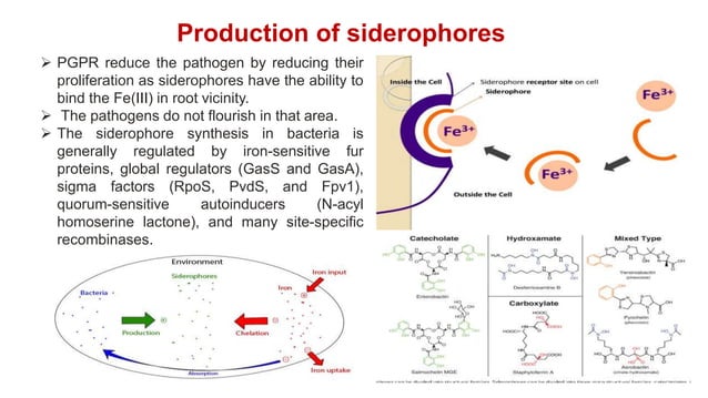 Mechanism of PGPR as biopesticide [Autosaved].pptx