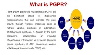 Mechanism of PGPR as biopesticide [Autosaved].pptx