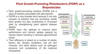 Mechanism of PGPR as biopesticide [Autosaved].pptx