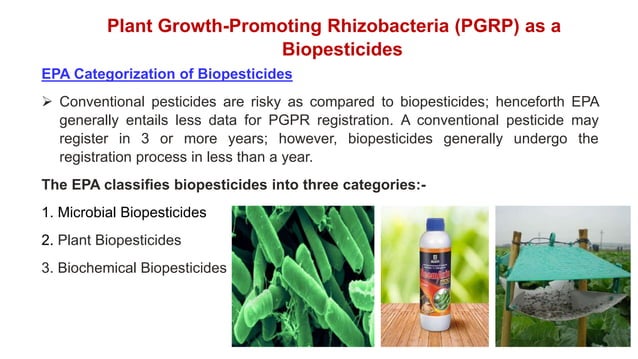 Mechanism of PGPR as biopesticide [Autosaved].pptx