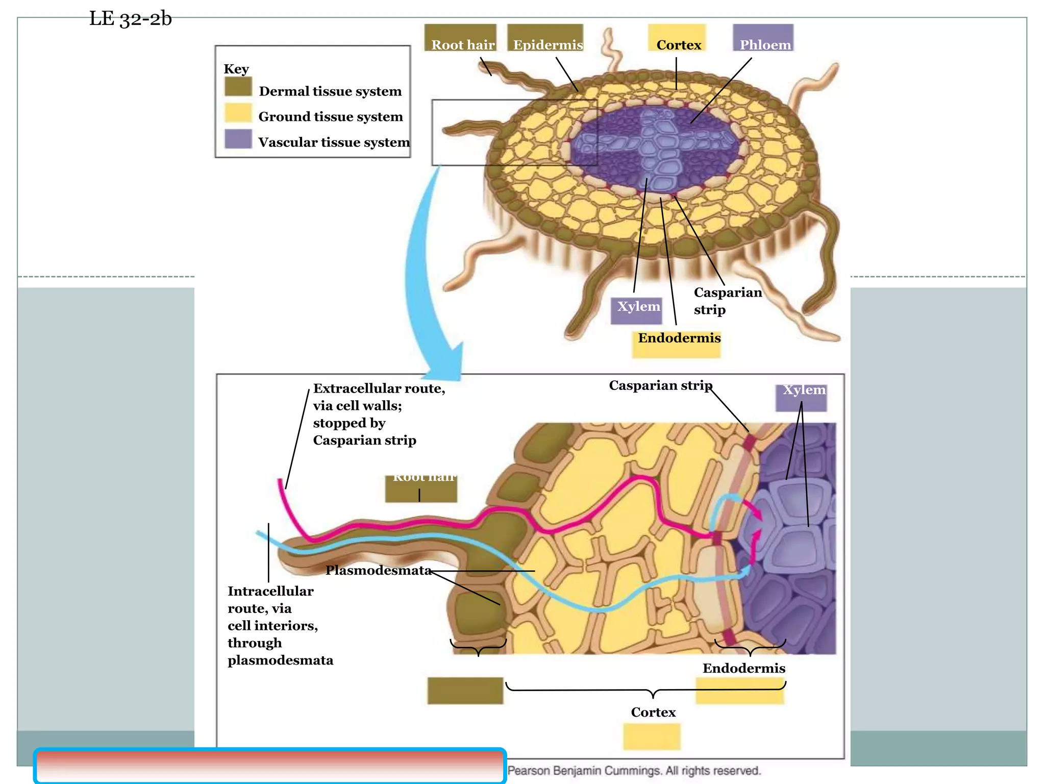 Mechanism of plant nutrient absorption by plant root and plant tissue ...