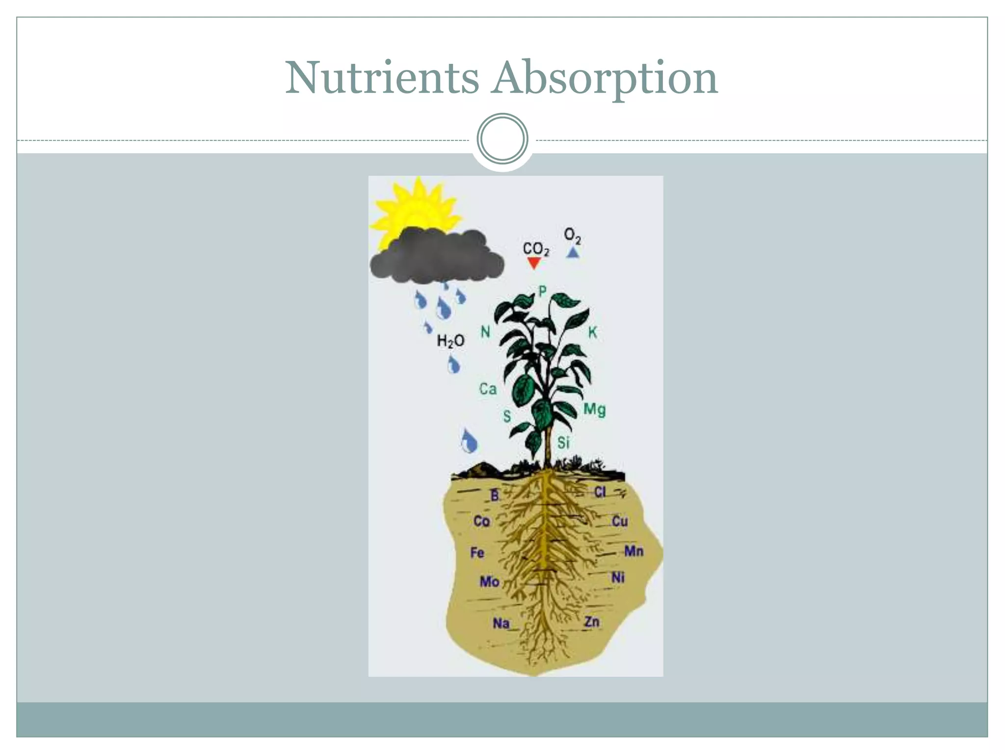 Mechanism of plant nutrient absorption by plant root and plant tissue ...
