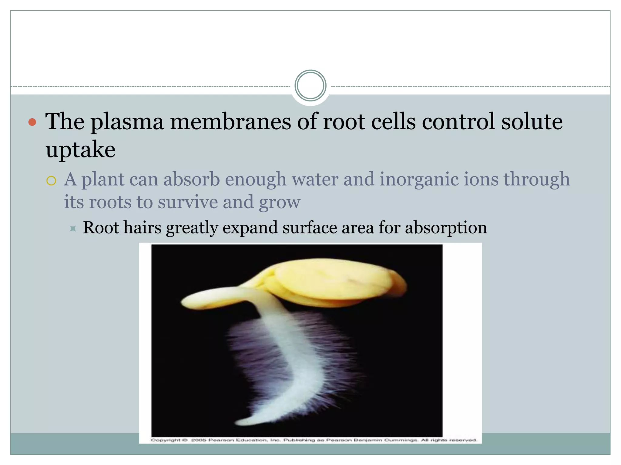 Mechanism of plant nutrient absorption by plant root and plant tissue ...