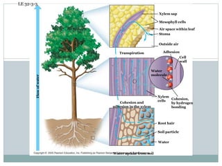 Mechanism of plant nutrient absorption by plant root and plant tissue ...
