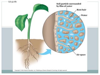 Mechanism of plant nutrient absorption by plant root and plant tissue ...