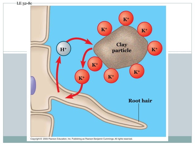 Mechanism of plant nutrient absorption by plant root and plant tissue ...