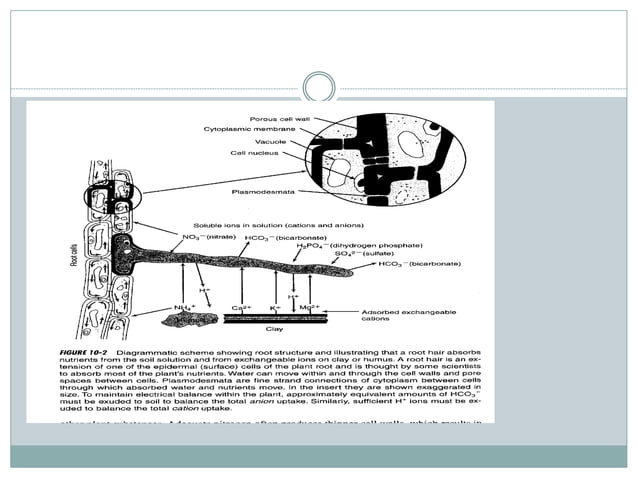Mechanism of plant nutrient absorption by plant root and plant tissue ...