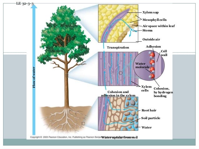 Mechanism of plant nutrient absorption by plant root and plant tissue