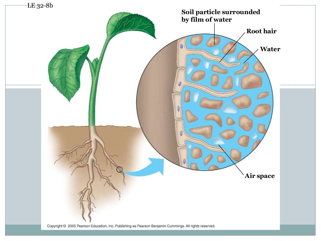 Mechanism of plant nutrient absorption by plant root and plant tissue