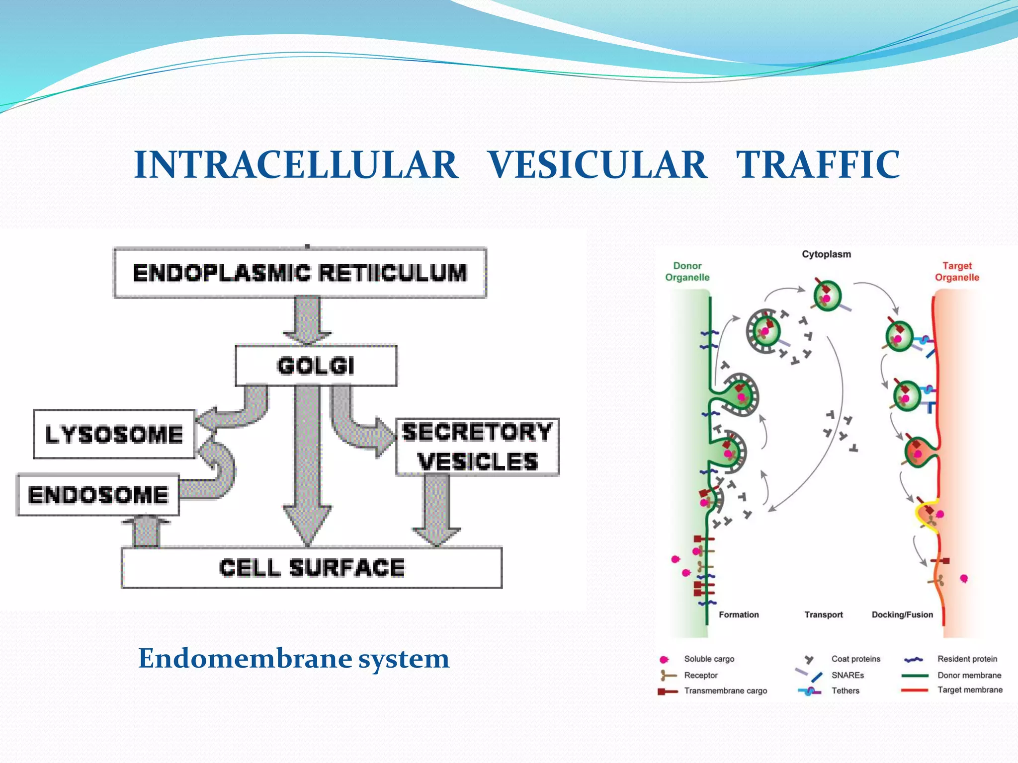 !Mechanism of protein sorting & targeting. | PPTX