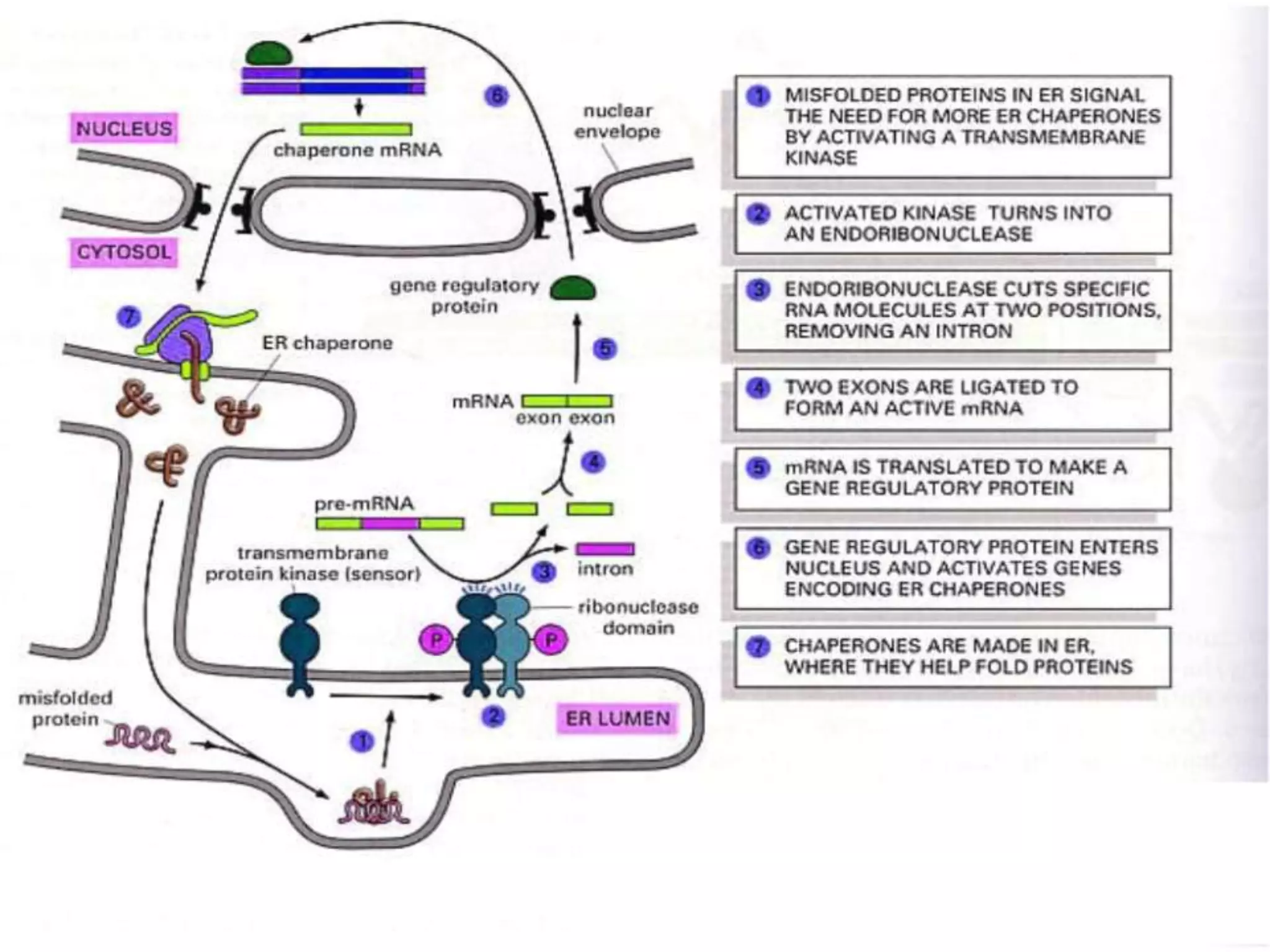 !Mechanism of protein sorting & targeting. | PPTX