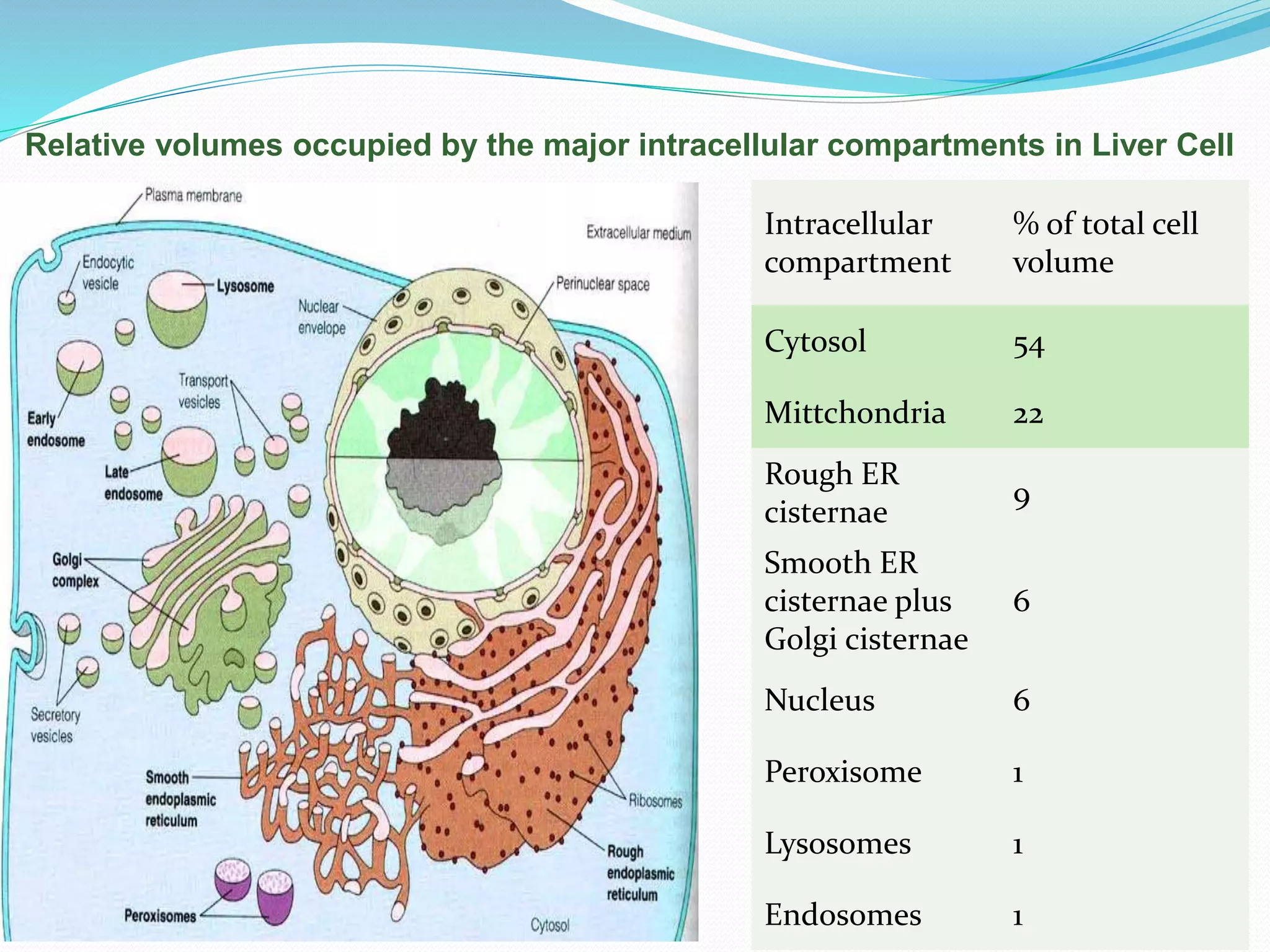 !Mechanism of protein sorting & targeting. | PPTX