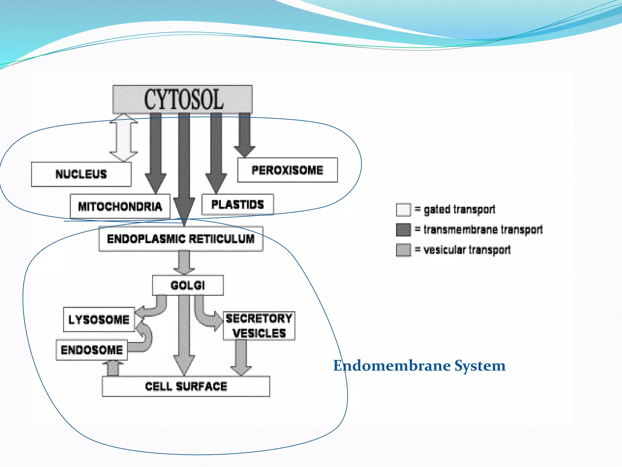 !Mechanism of protein sorting & targeting. | PPTX