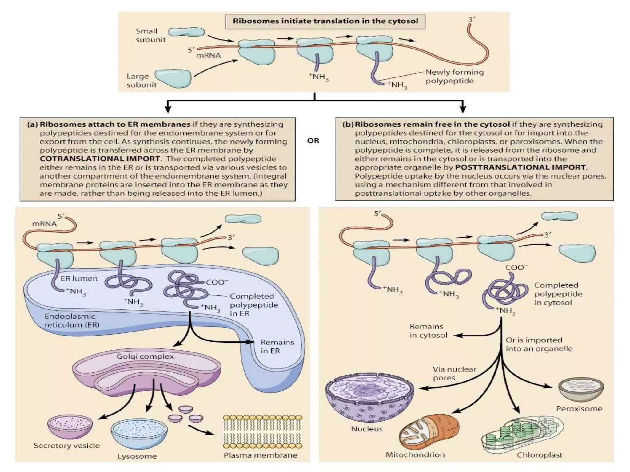 !Mechanism of protein sorting & targeting. | PPTX