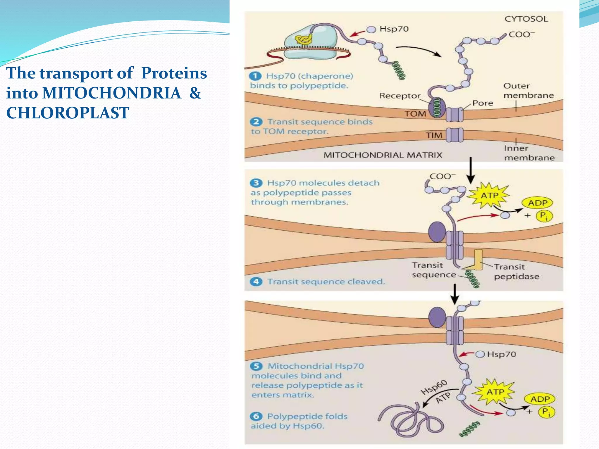 !Mechanism of protein sorting & targeting. | PPTX