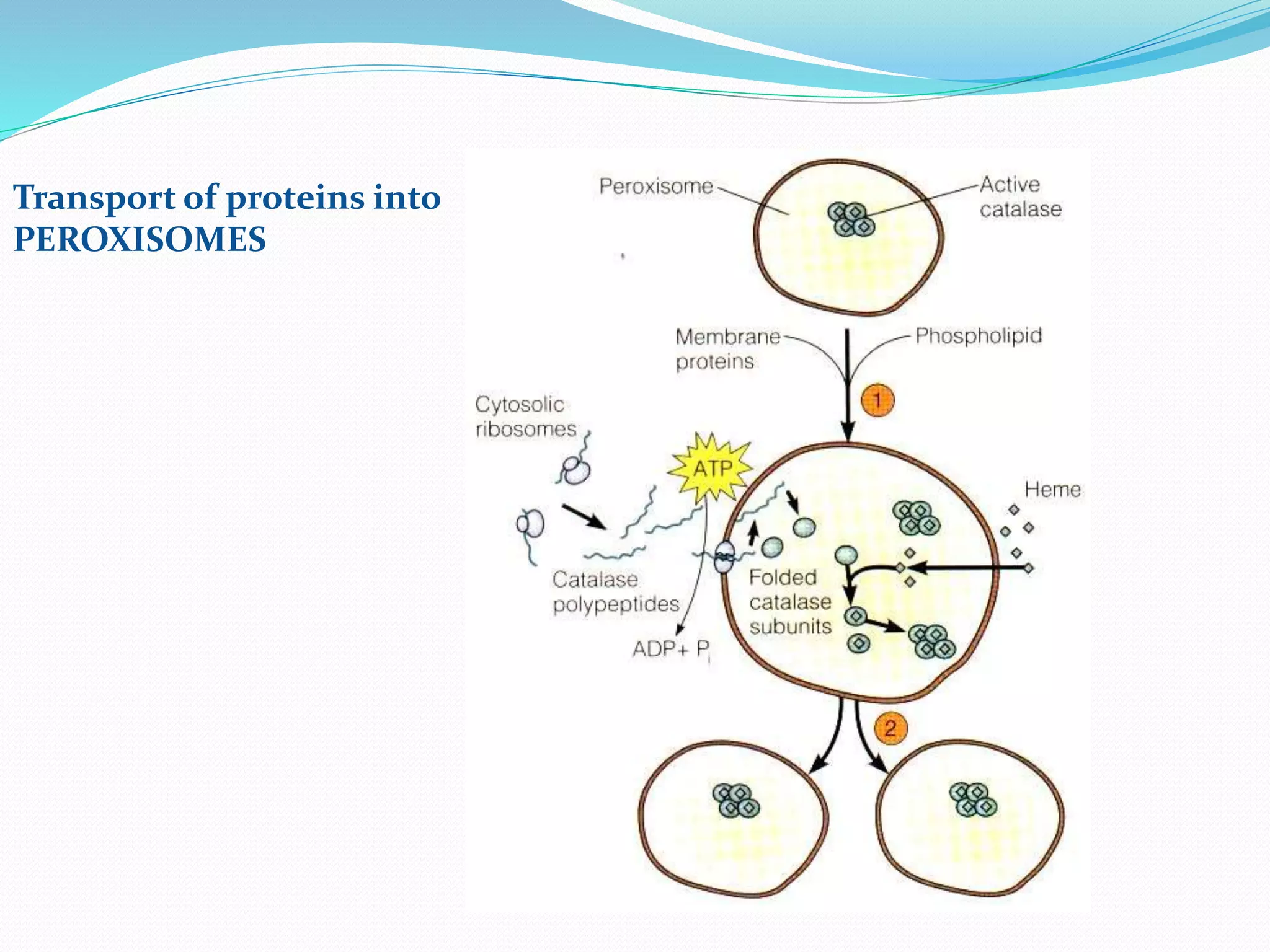 !Mechanism of protein sorting & targeting. | PPTX