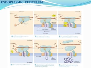 !Mechanism of protein sorting & targeting. | PPTX