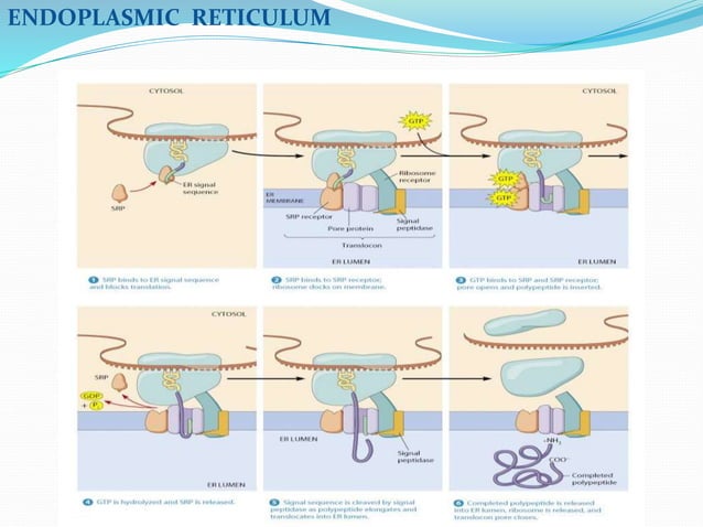 !Mechanism of protein sorting & targeting. | PPTX