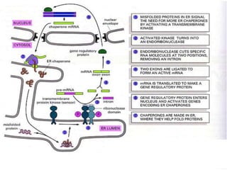 !Mechanism of protein sorting & targeting. | PPTX