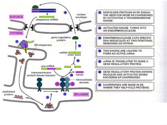 !Mechanism of protein sorting & targeting. | PPTX