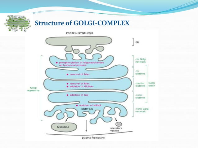 !Mechanism of protein sorting & targeting. | PPTX