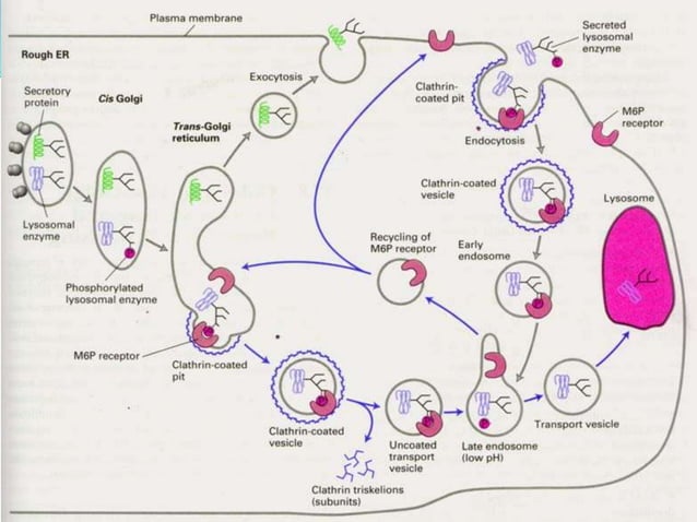 !Mechanism of protein sorting & targeting. | PPTX