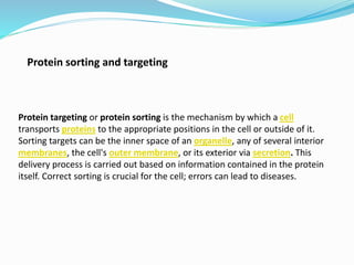 !Mechanism of protein sorting & targeting. | PPTX