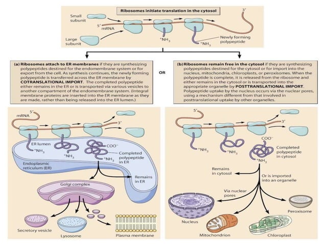 !Mechanism of protein sorting & targeting. | PPTX
