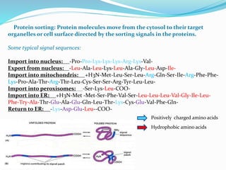 !Mechanism of protein sorting & targeting. | PPTX