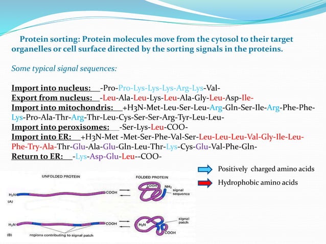 !Mechanism of protein sorting & targeting. | PPTX