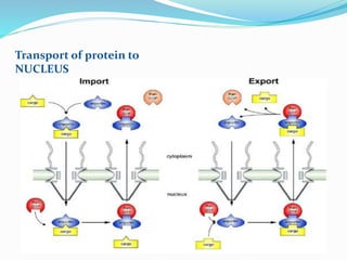 !Mechanism of protein sorting & targeting. | PPTX