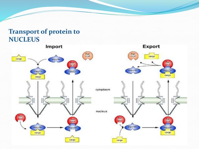 !Mechanism of protein sorting & targeting. | PPTX