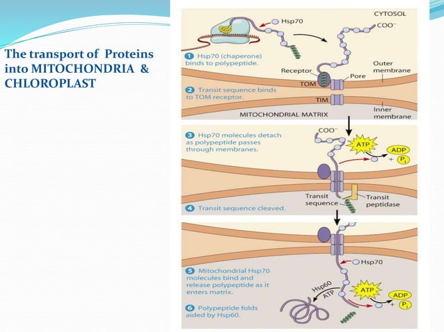 !Mechanism of protein sorting & targeting. | PPTX