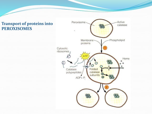 !Mechanism of protein sorting & targeting. | PPTX