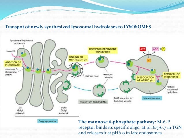 Protein Sorting Pulling In The Proteins Current Biology