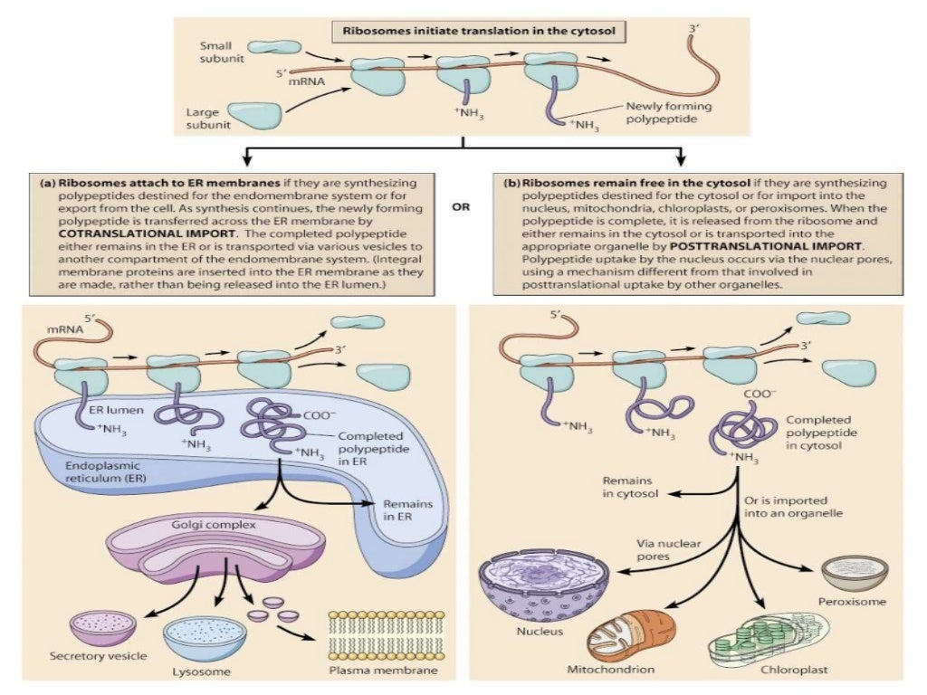 !Mechanism of protein sorting & targeting.