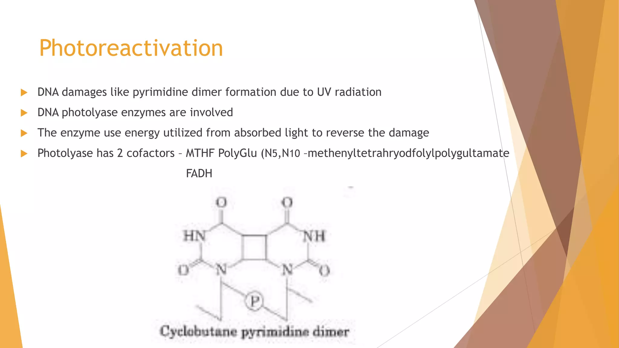 Mechanism of repair | PPTX