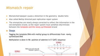 Mechanism of repair | PPTX