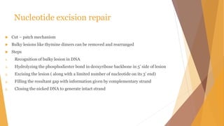 Mechanism of repair | PPTX