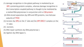 Mechanism of repair | PPTX