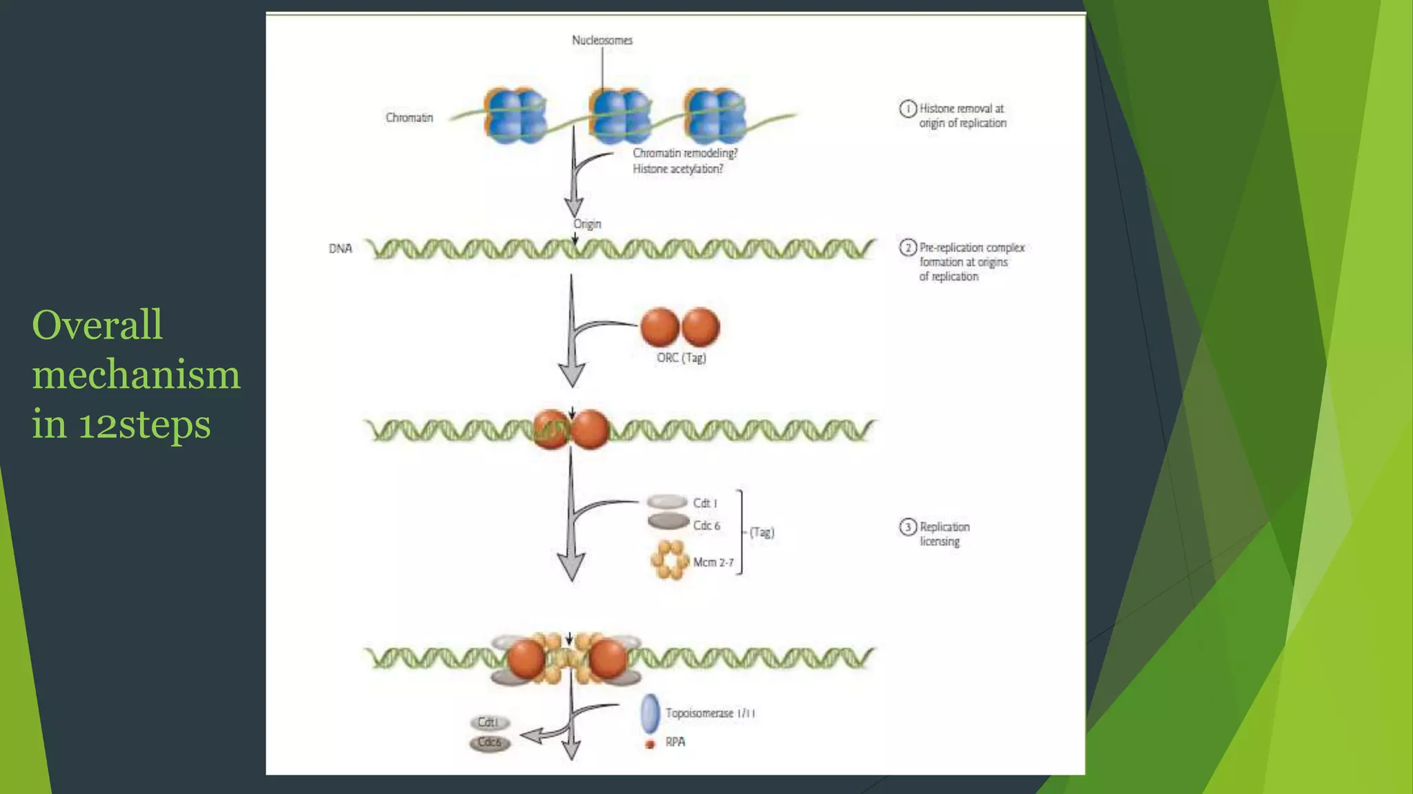 Mechanism of replication | PPTX