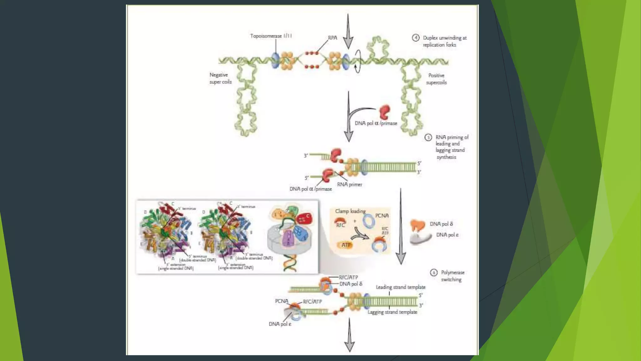 Mechanism of replication | PPTX
