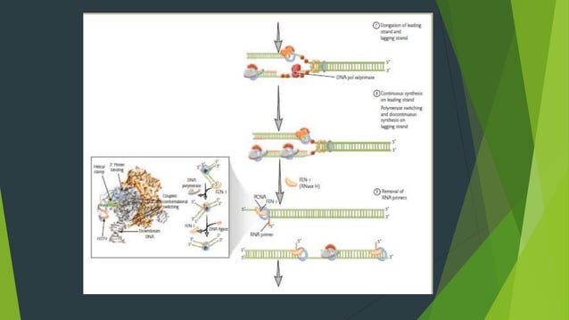 Mechanism of replication | PPTX | Biological Sciences | Science