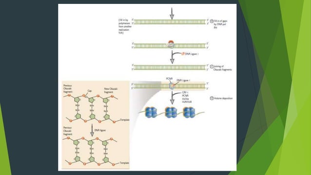 Mechanism of replication | PPTX | Biological Sciences | Science
